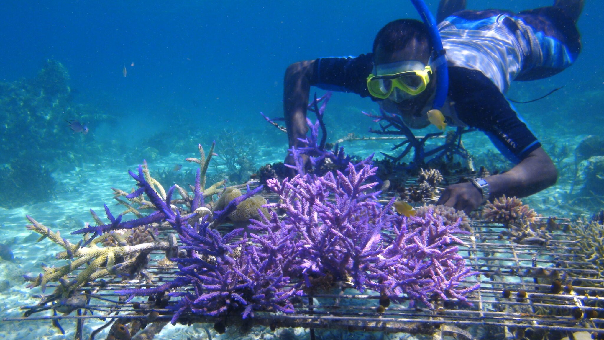 Why Coral Reef Restoration Is Vital for Marine Ecosystems - The Wonk